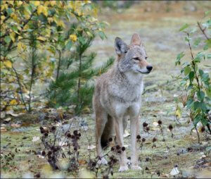 PETA Prime: Coyote America: A Natural and Supernatural History