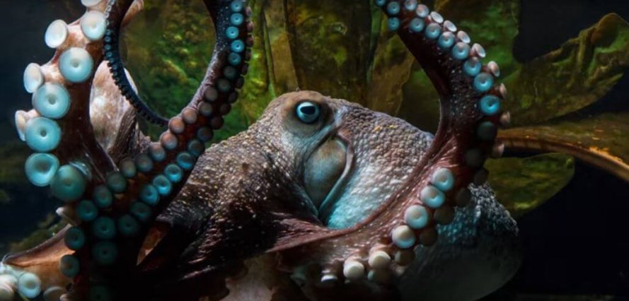 PETA Prime: A Call to Arms for Octopuses