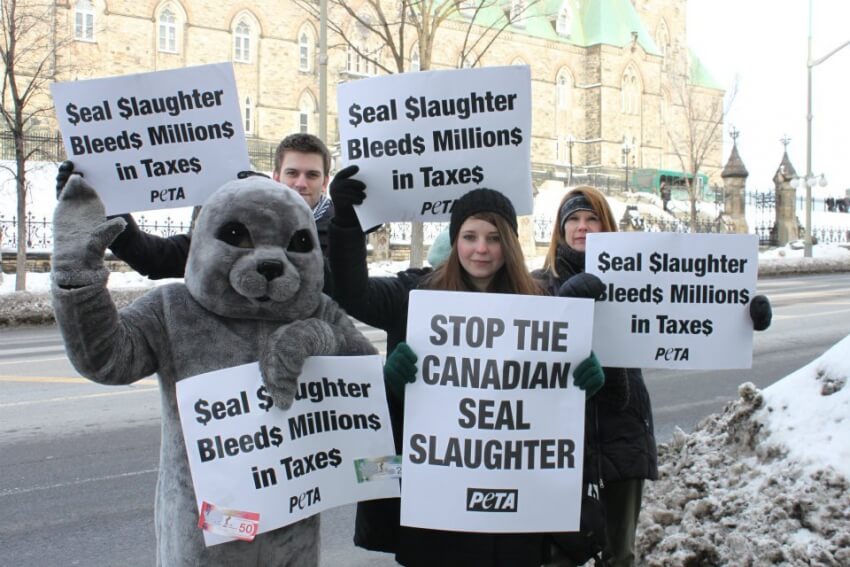 It’s Easy to Turn Your Compassion Into Action | PETA Prime