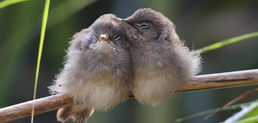 PETA Prime: PETA's Social Media Team Is Changing the World for Animals