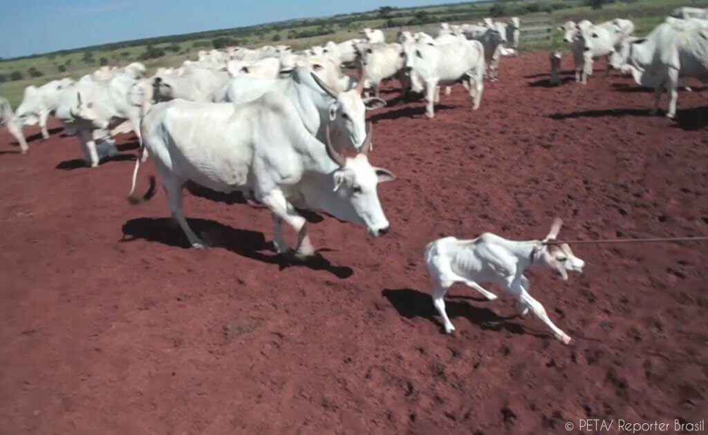 PETA Prime: Leather Without Harming Animals