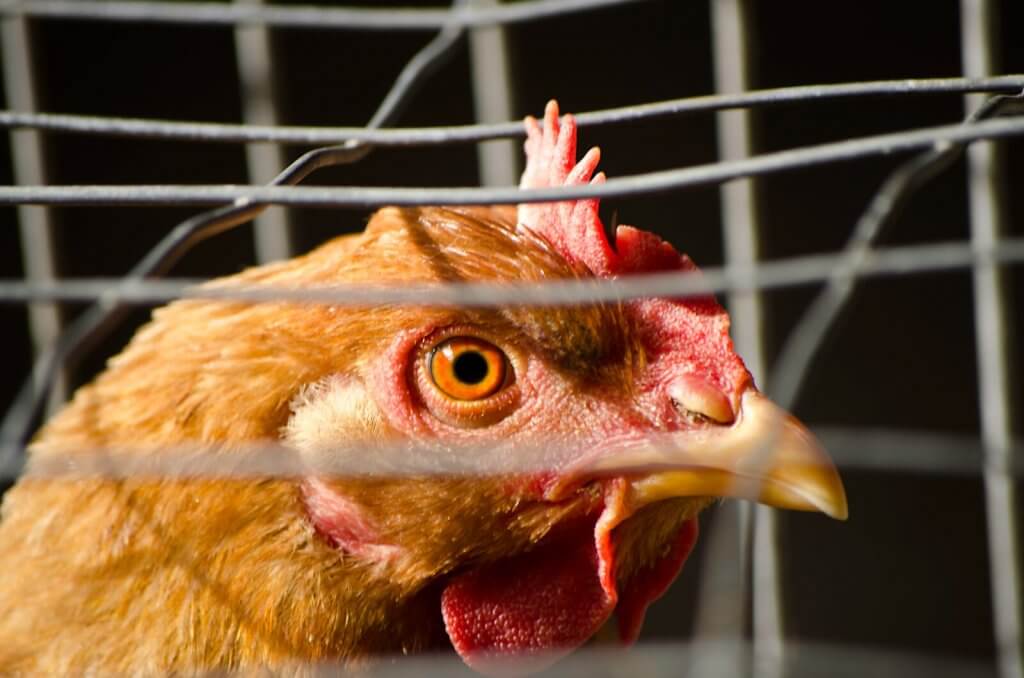 PETA Prime: Presenting PETA Prime’s Top 5 Articles of 2018