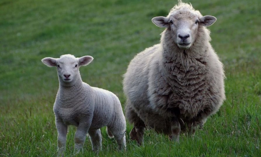 PETA Prime: What Do We Love About Sheep? Only Everything
