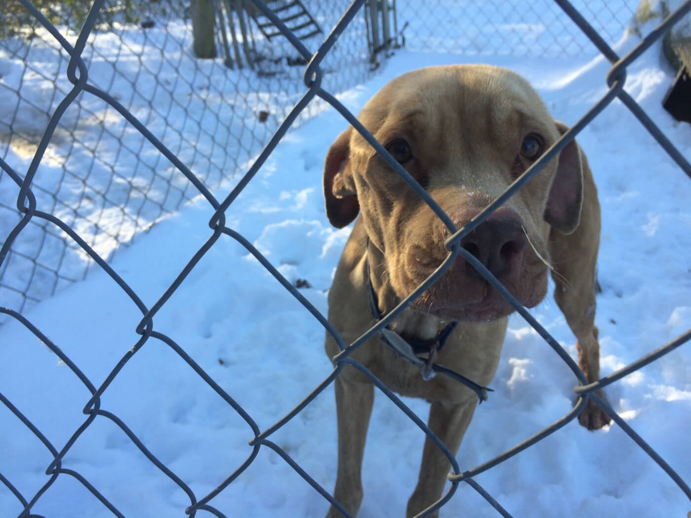 Can You Chain A Dog In Nc