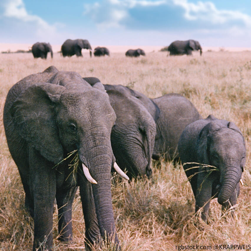 PETA Prime: Common Superstitions and Myths About Animals