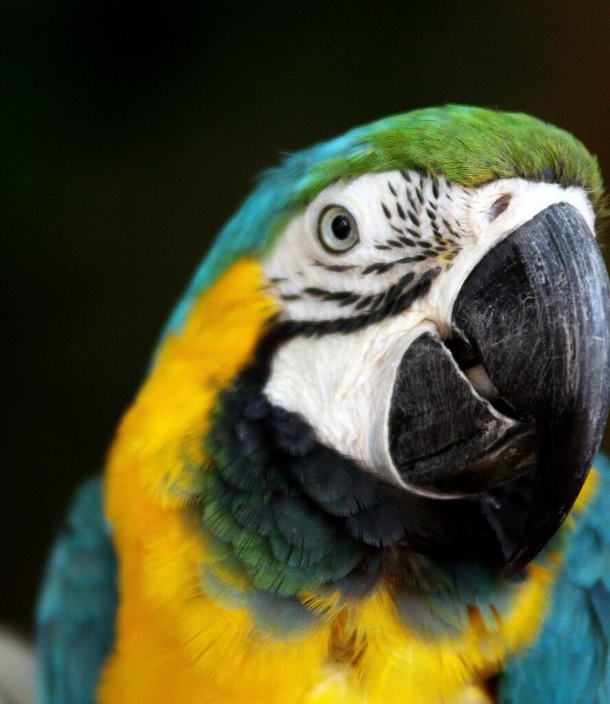 PETA Prime: Caring for Your Companion Birds