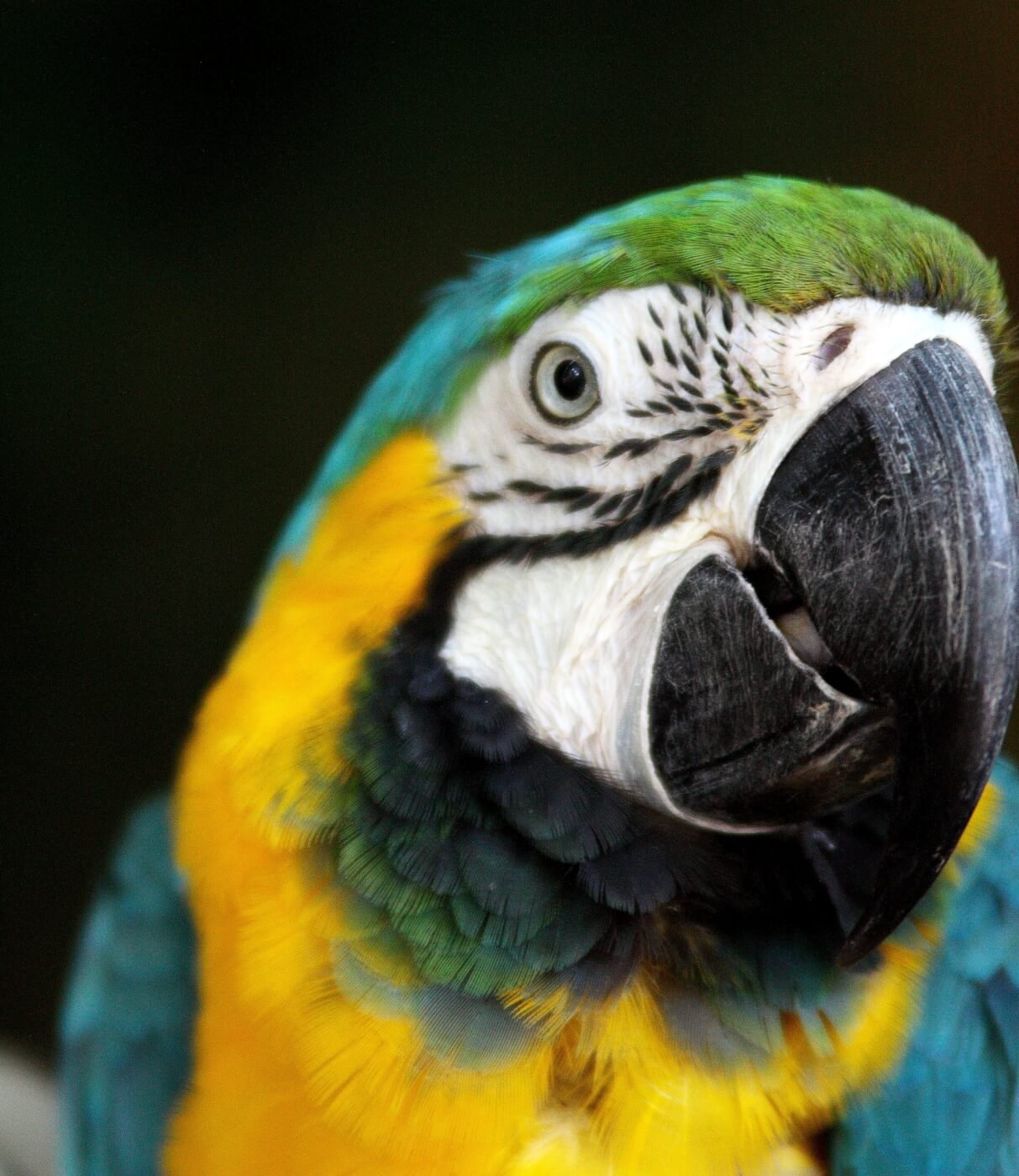 PETA Prime: Caring for Your Companion Birds