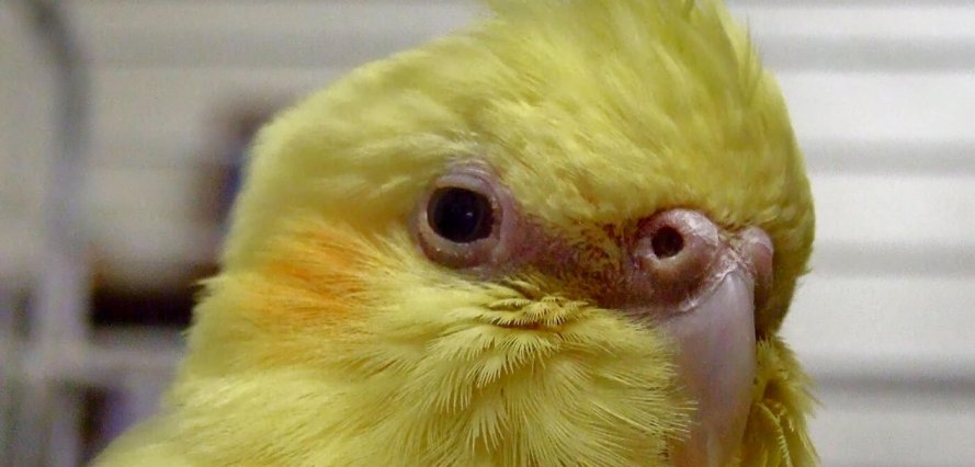 PETA Prime: Caring for Your Companion Birds