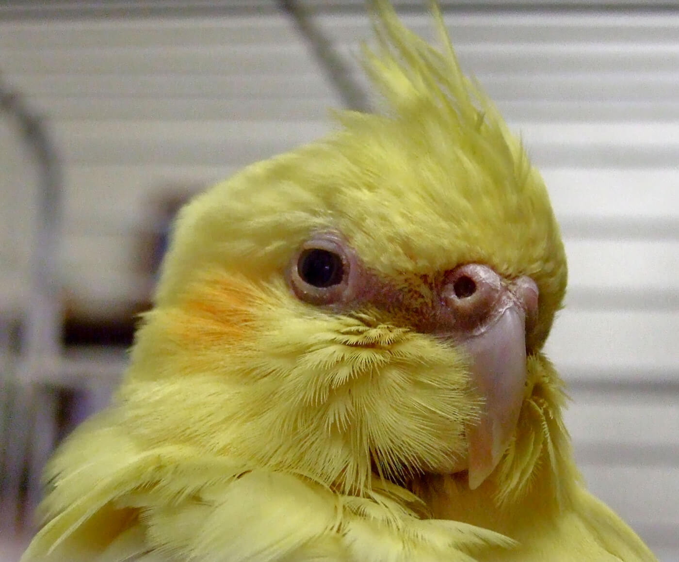 PETA Prime: Caring for Your Companion Birds