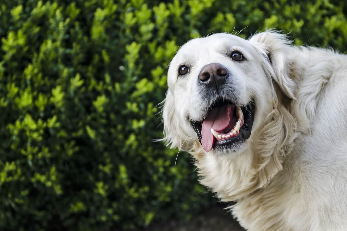 PETA Prime: Victory! Historic Law Protects Homeless Dogs and Cats From Labs