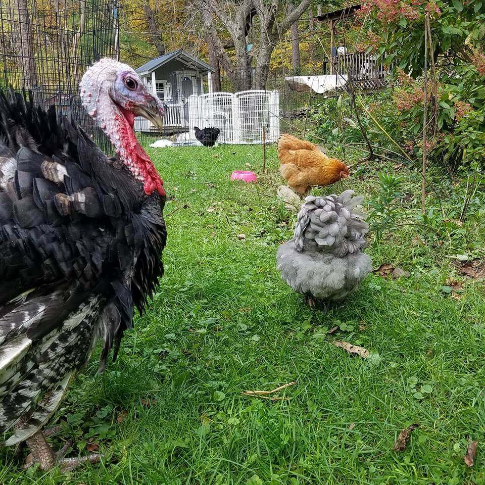PETA Prime: Meet Mayflower, the Turkey Changing Folks’ Minds About ...