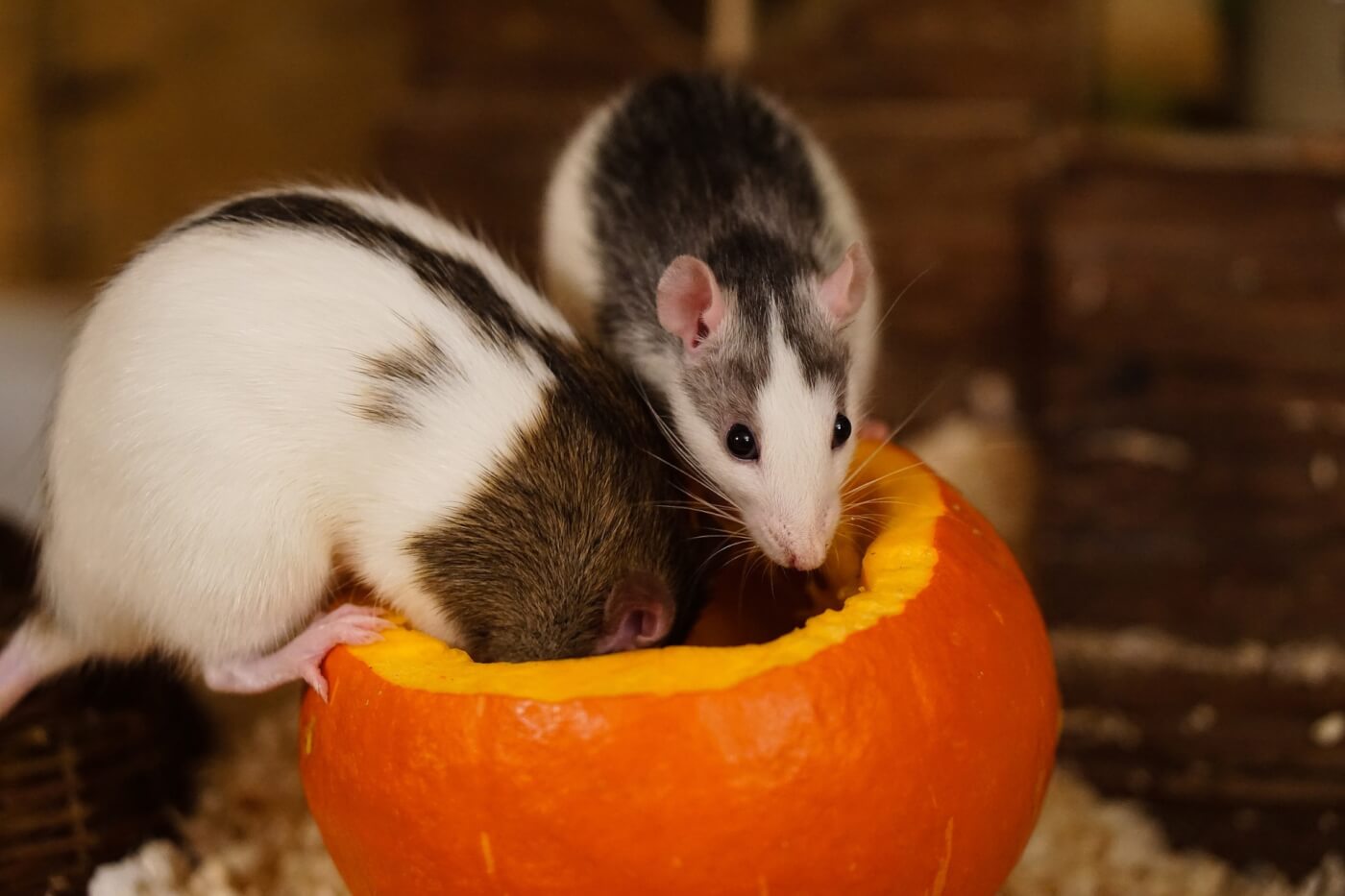 PETA Prime: What Rats Deserve