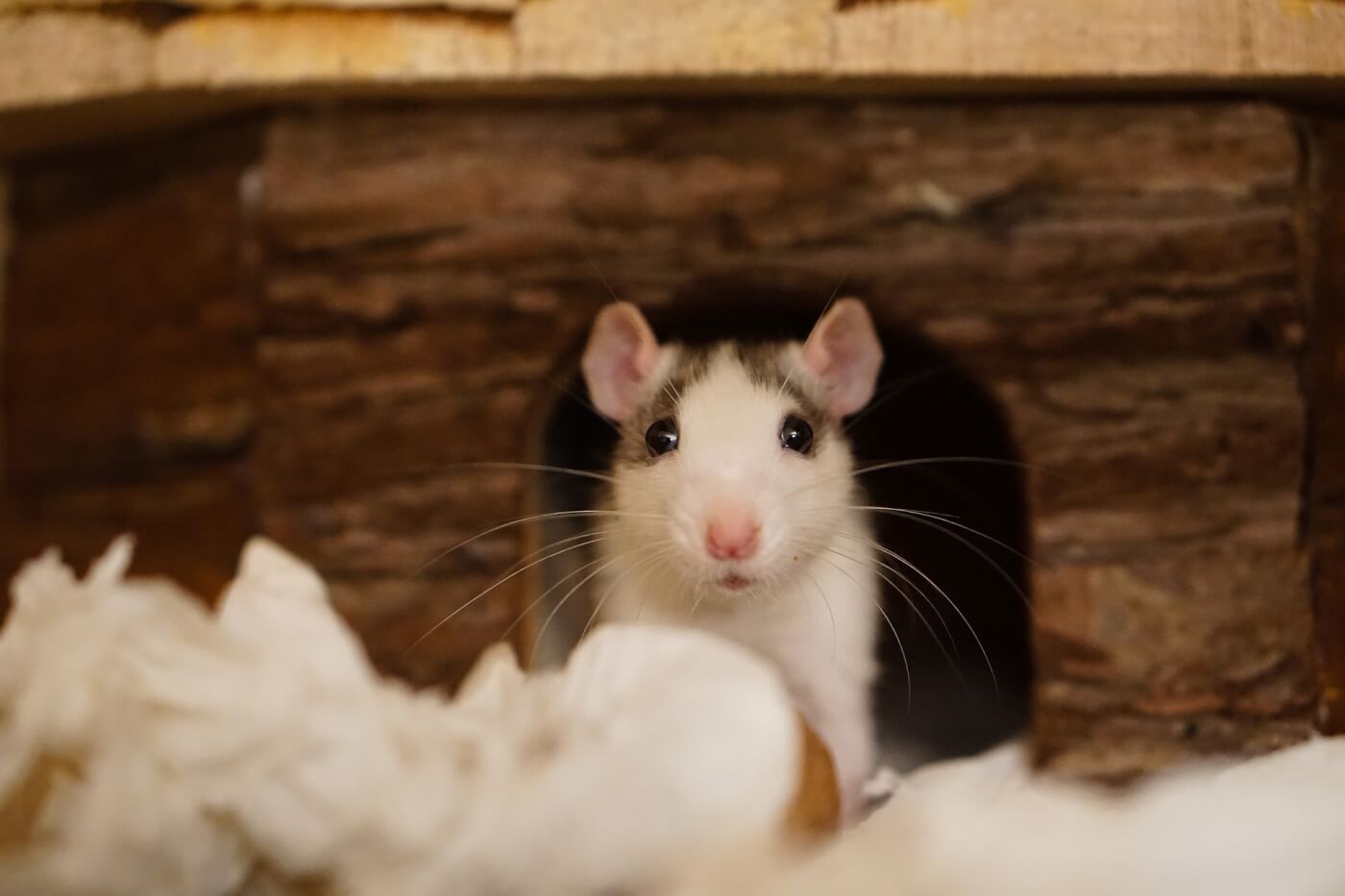 PETA Prime: 5 Ways PETA Is Helping Animals in Laboratories This Week