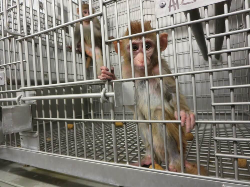 PETA Prime: 5 Ways PETA Is Helping Animals in Laboratories This Week