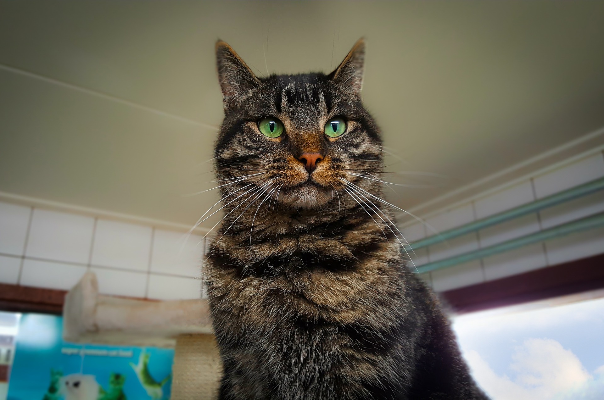 PETA Prime: Give Animals Away for Free and They May Pay a Terrible Price