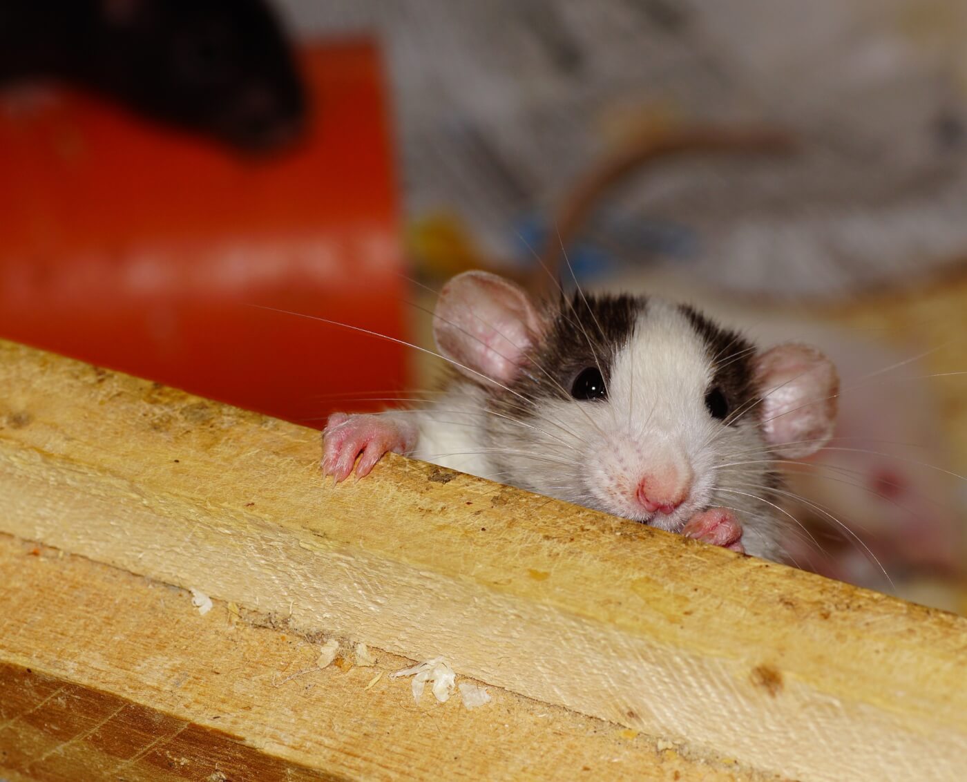 PETA Prime: 5 Ways PETA Is Helping Animals in Laboratories This Week