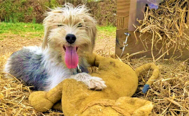 PETA Prime: Humane Gardening Tips: Fake Snakes Serve as Serpent Sentries