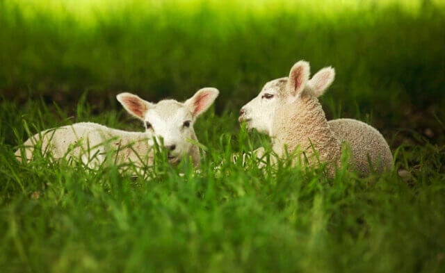 10 Easy Things You Can Do to Help Animals! | PETA Prime