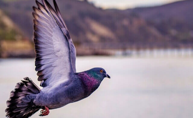 10 Easy Things You Can Do to Help Animals! | PETA Prime