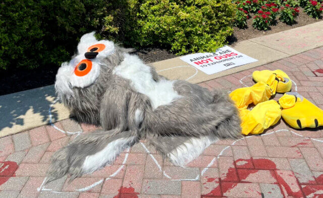 Keep Birds From Crashing Into Windows | PETA Prime