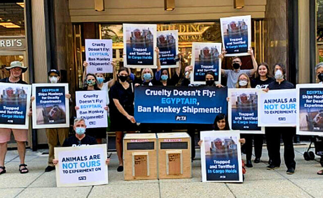 5 Ways PETA Is Helping Animals in Laboratories This Week | PETA Prime