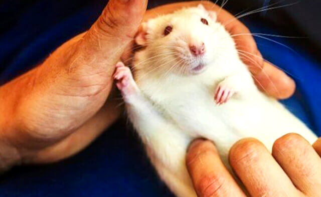 PETA Is Getting Animals out of Laboratories! | PETA Prime