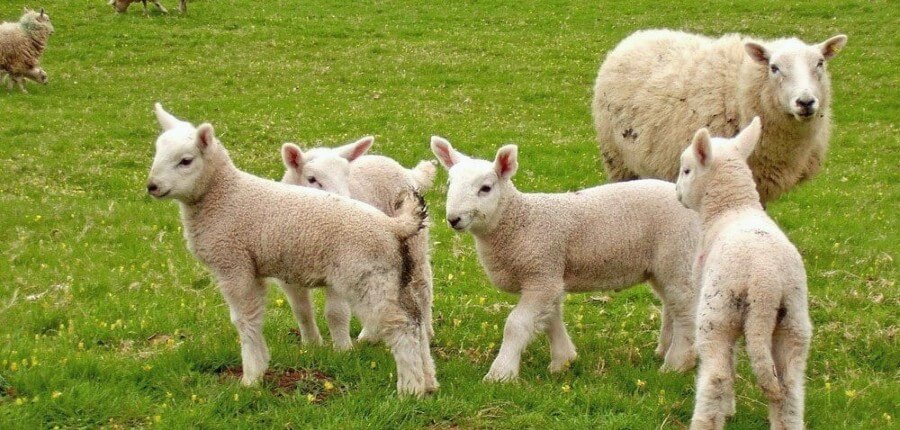 Your Family Can Help Animal Families | PETA Prime