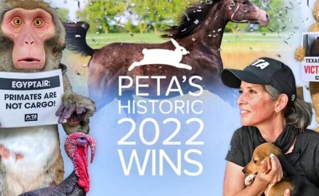 It’s Easy to Turn Your Compassion Into Action | PETA Prime