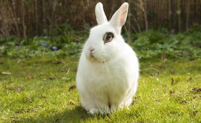 PETA Prime: 10 Easy Things You Can Do to Help Animals!