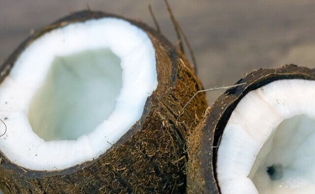 Join PETA and Make Helping Animals Your Job! | PETA Prime