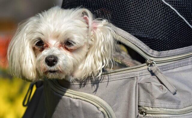 Here Are Some of the Lives PETA Changed | PETA Prime