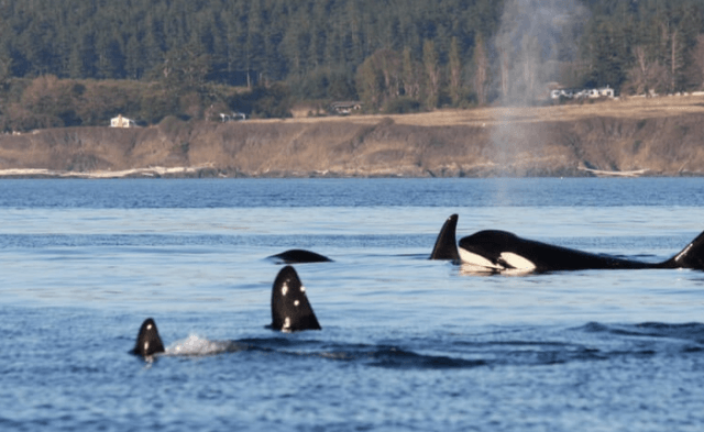 PETA Prime: Generation Z: The PETA Generation