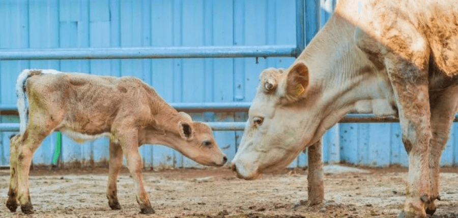 10 Easy Things You Can Do to Help Animals! | PETA Prime