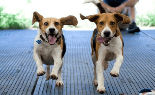 PETA Prime: Generation Z: The PETA Generation