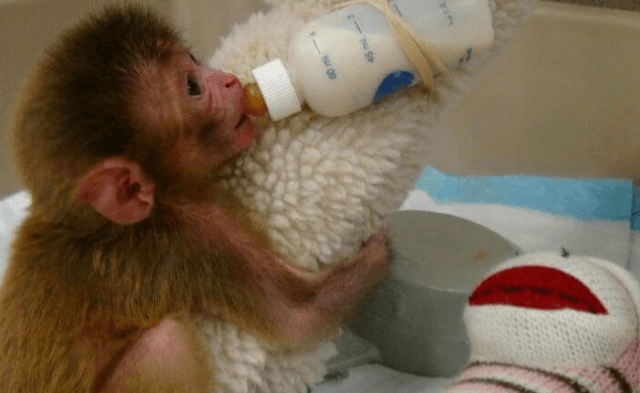 PETA Prime: Generation Z: The PETA Generation