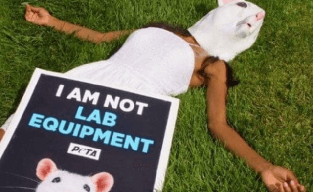 5 Ways PETA Is Helping Animals in Laboratories This Week | PETA Prime