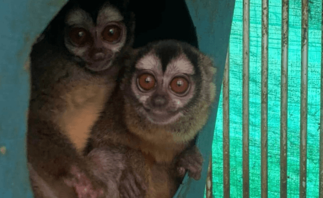 5 Ways PETA Is Helping Animals in Laboratories This Week | PETA Prime