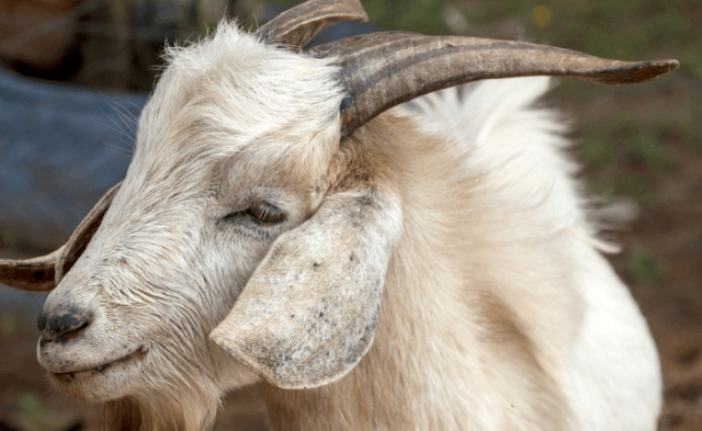 10 Easy Things You Can Do to Help Animals! | PETA Prime