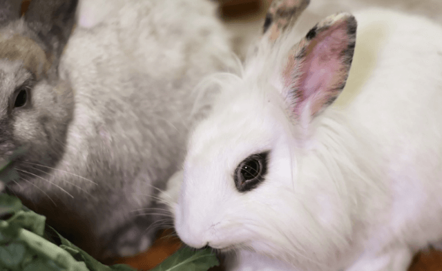 Meet Scientists Dedicated to Ending Experiments on Animals | PETA Prime