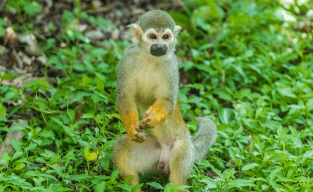 10 Easy Things You Can Do to Help Animals! | PETA Prime