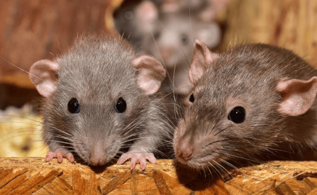 5 Ways PETA Is Helping Animals in Laboratories This Week | PETA Prime